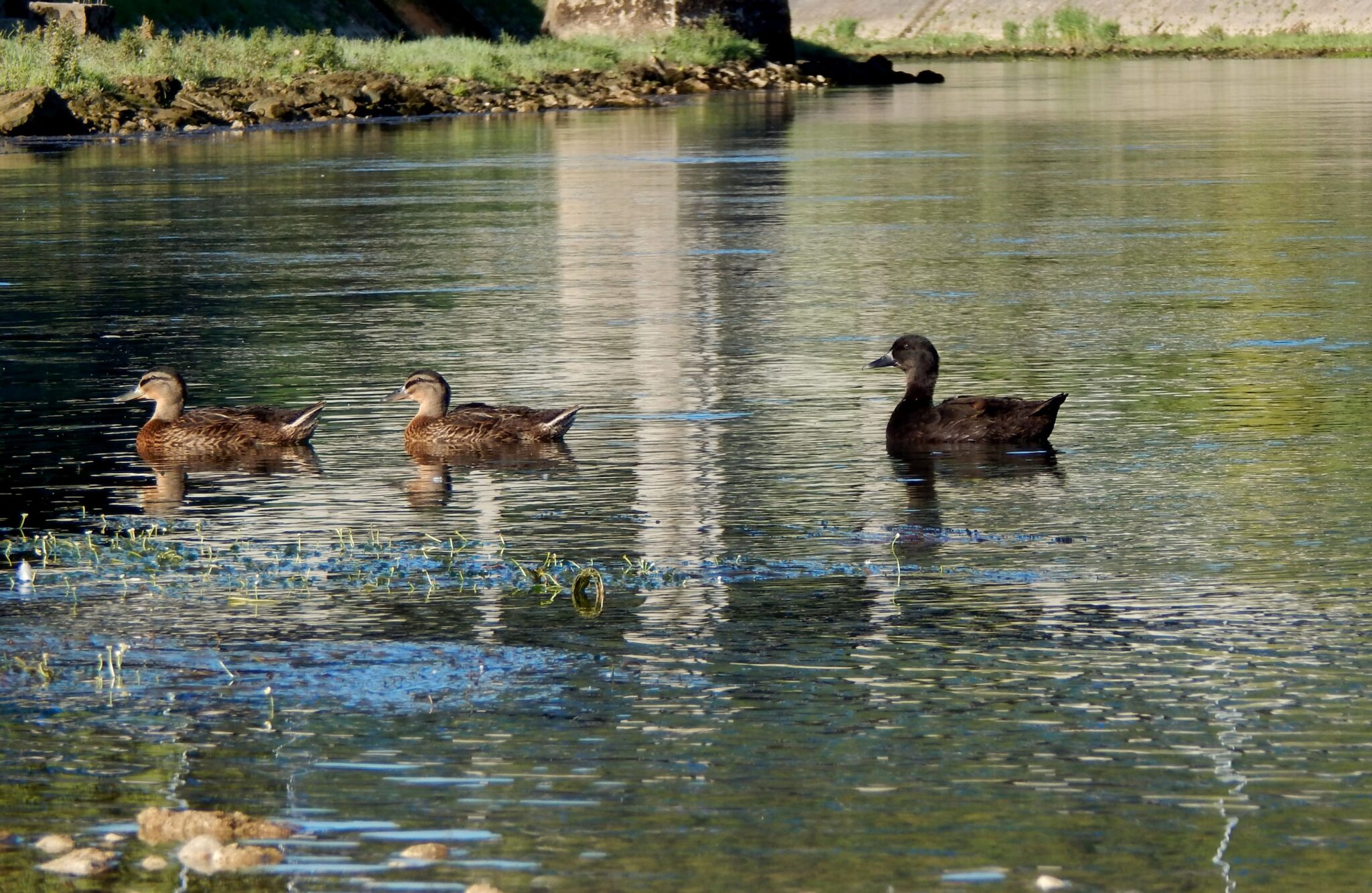 Trilj - The official site of the Tourist Board Split-Dalmatia County