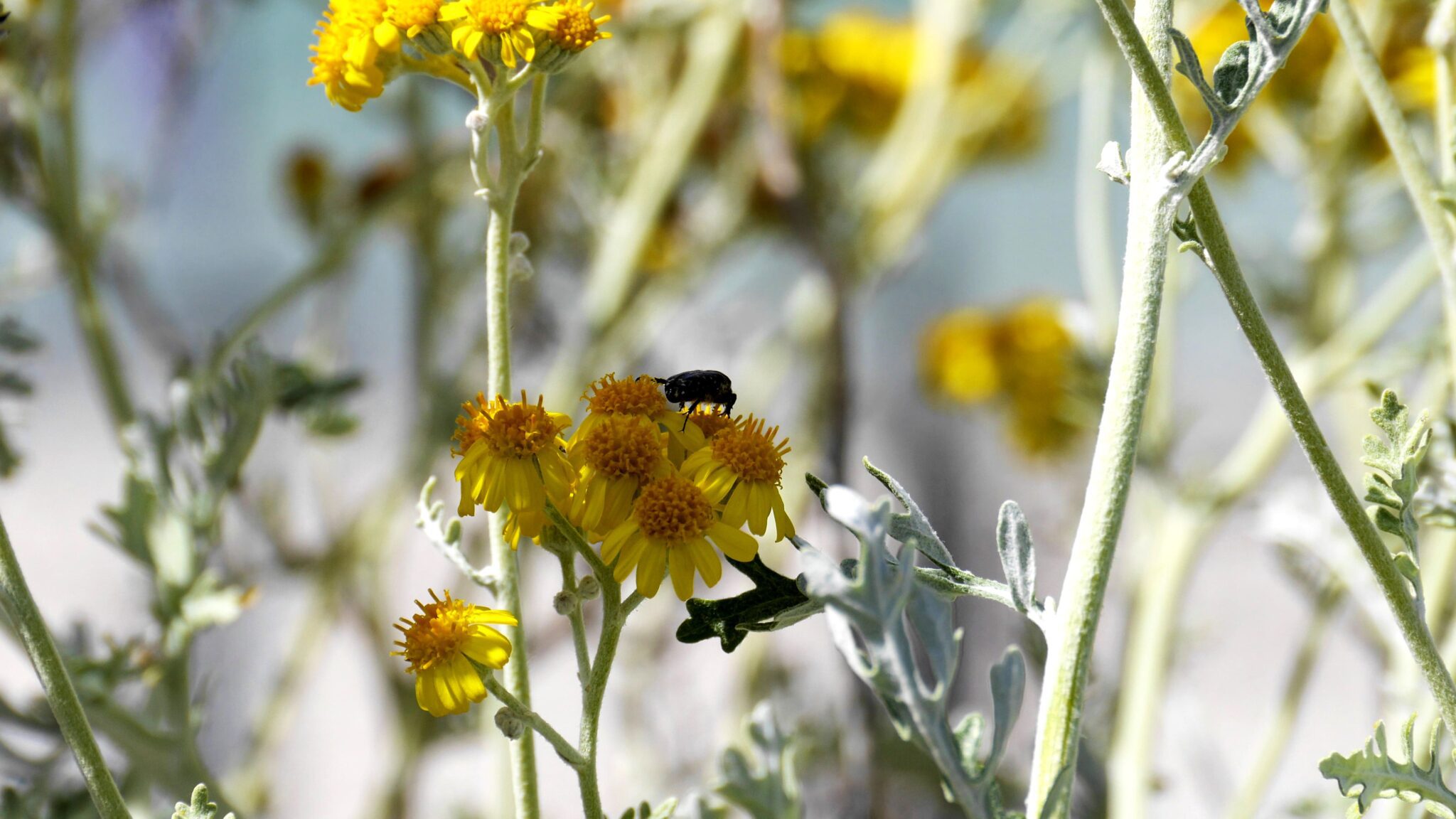 Vis - The official site of the Tourist Board Split-Dalmatia County