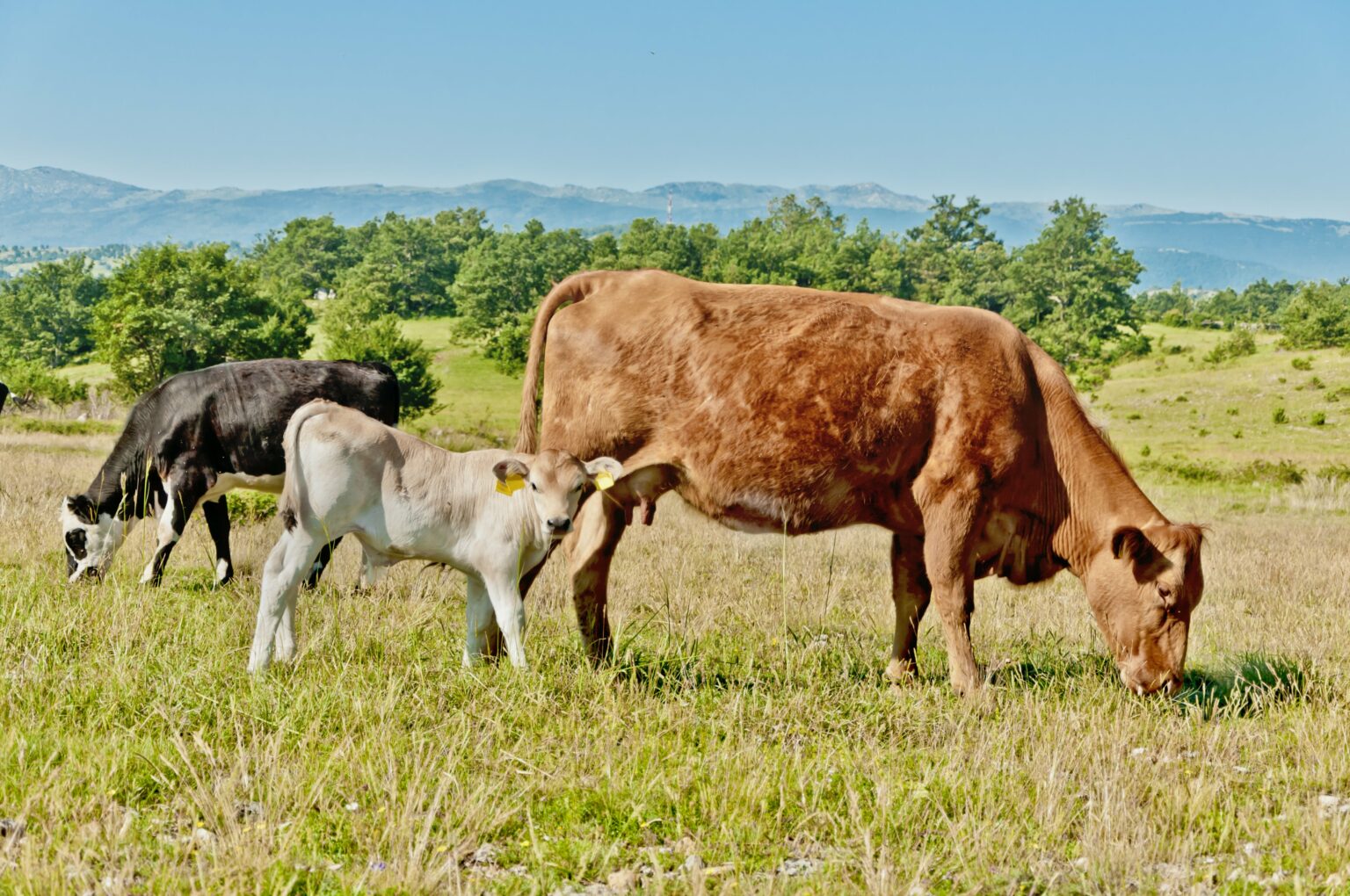 Vrlika - The official site of the Tourist Board Split-Dalmatia County