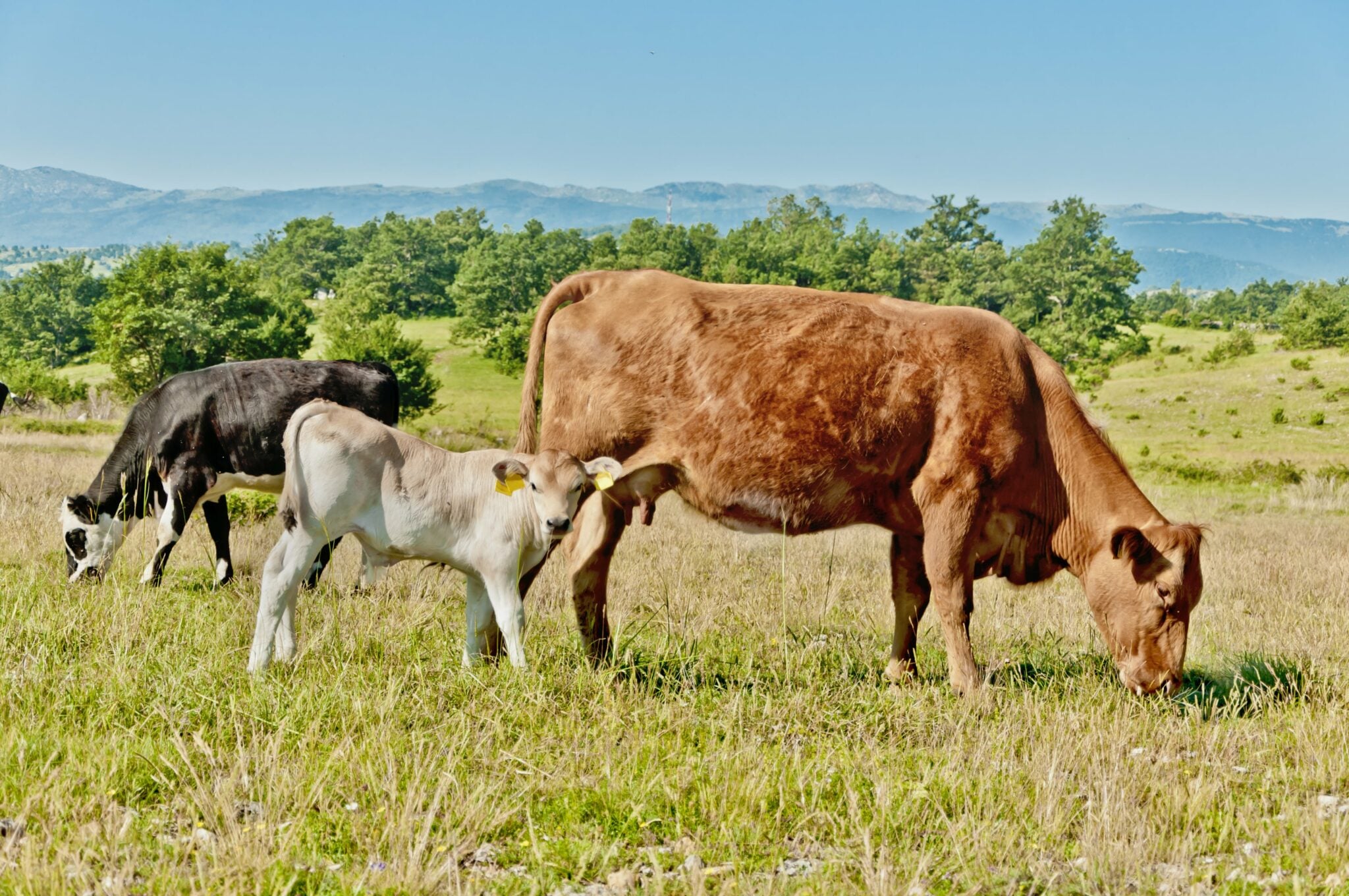 Vrlika - The official site of the Tourist Board Split-Dalmatia County