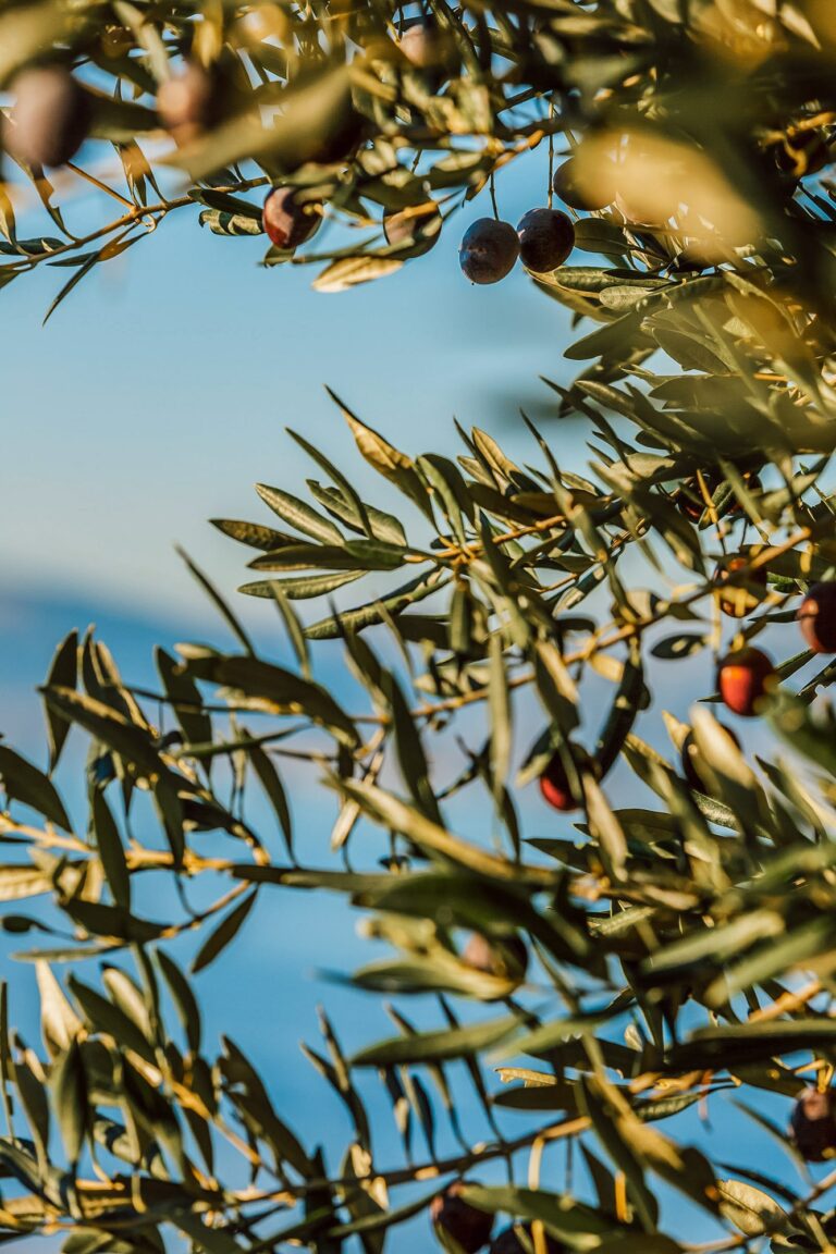 Bol - The official site of the Tourist Board Split-Dalmatia County