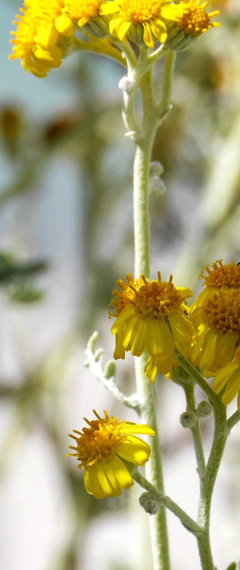 Komiža - The official site of the Tourist Board Split-Dalmatia County